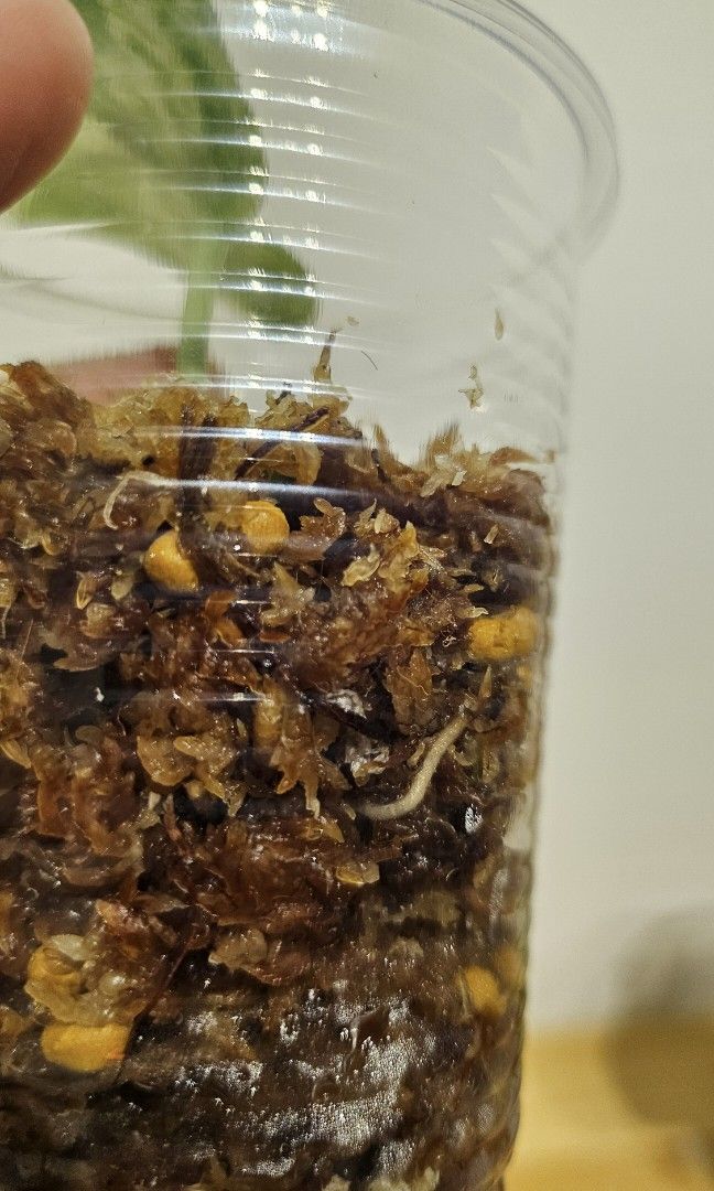 Scindapsus Mangurai, Furniture & Home Living, Gardening, Plants & Seeds ...