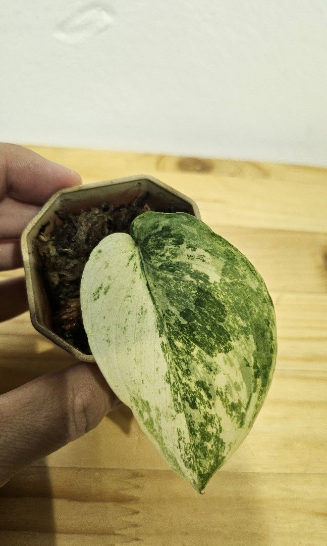 Scindapsus Mangurai, Furniture & Home Living, Gardening, Plants & Seeds ...