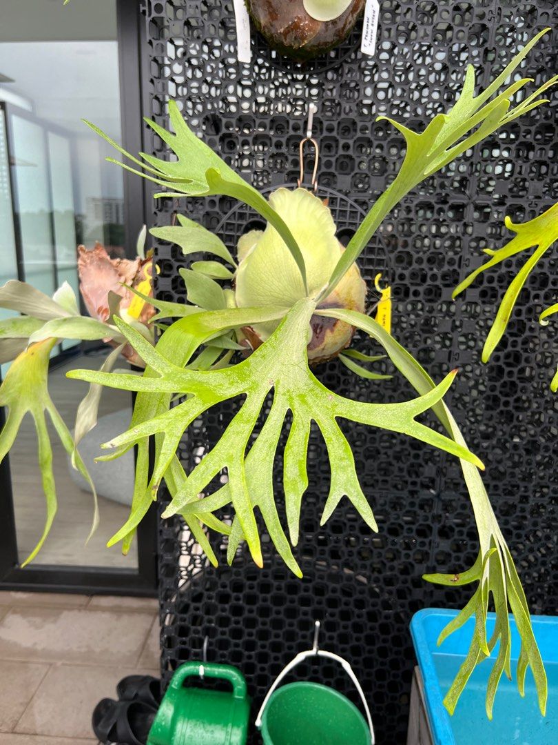 Platycerium Nami, Furniture & Home Living, Gardening, Plants & Seeds on ...