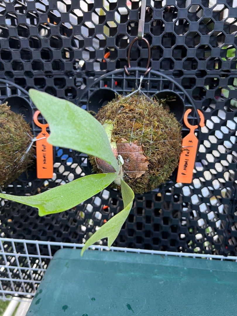 Platycerium Nami, Furniture & Home Living, Gardening, Plants & Seeds on ...