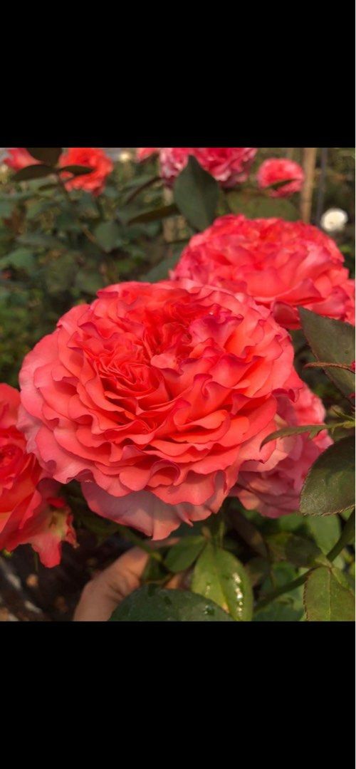 BUNGA ENGLISH ROSE IMPORT, Furniture & Home Living, Gardening, Pots ...