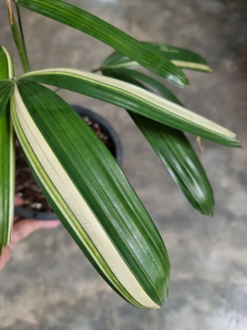 Rhapis Excelsa Variegated |variegated finger palm, Furniture & Home ...