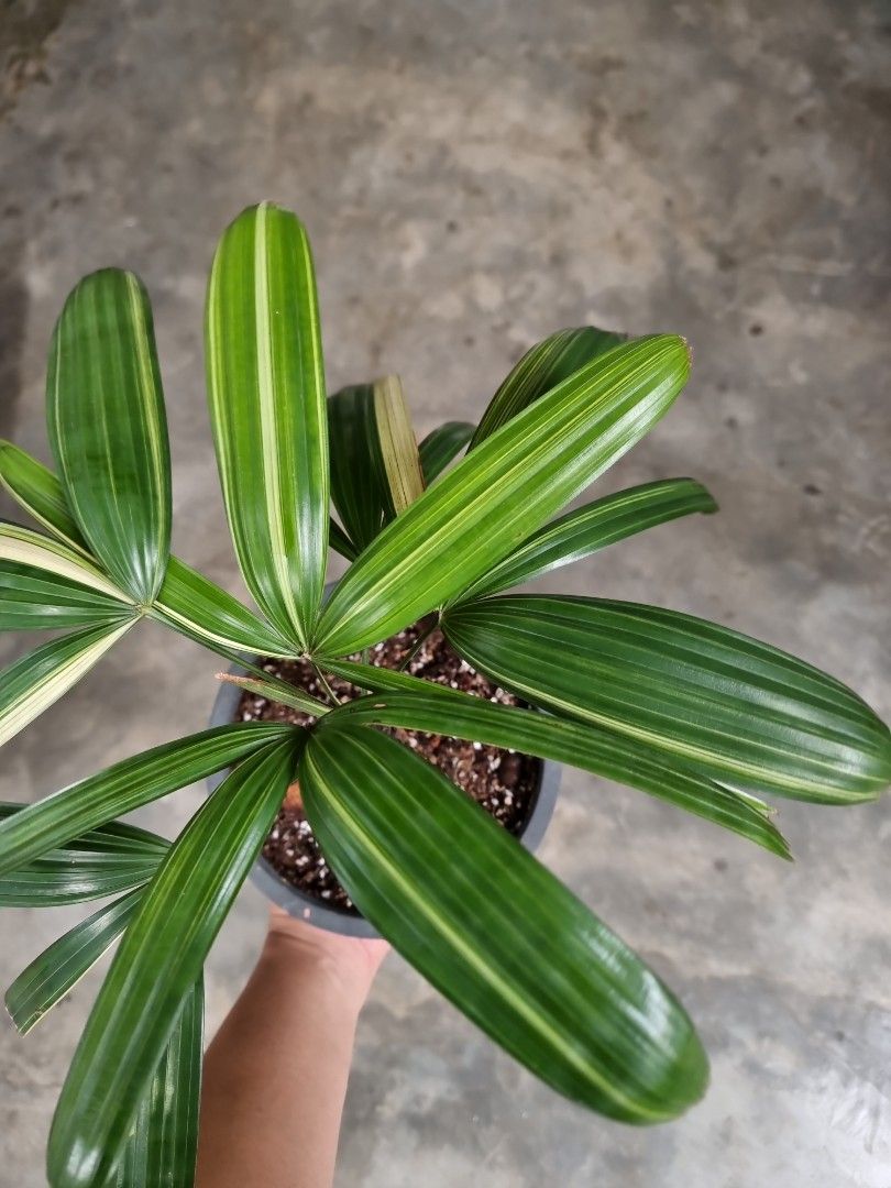 Rhapis Excelsa Variegated |variegated finger palm, Furniture & Home ...
