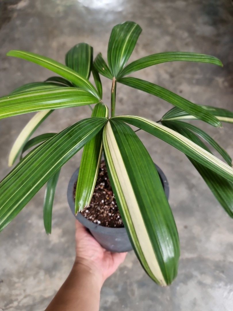 Rhapis Excelsa Variegated |variegated finger palm, Furniture & Home ...