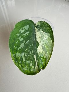 Scindapsus Baticon, Furniture & Home Living, Gardening, Plants & Seeds ...