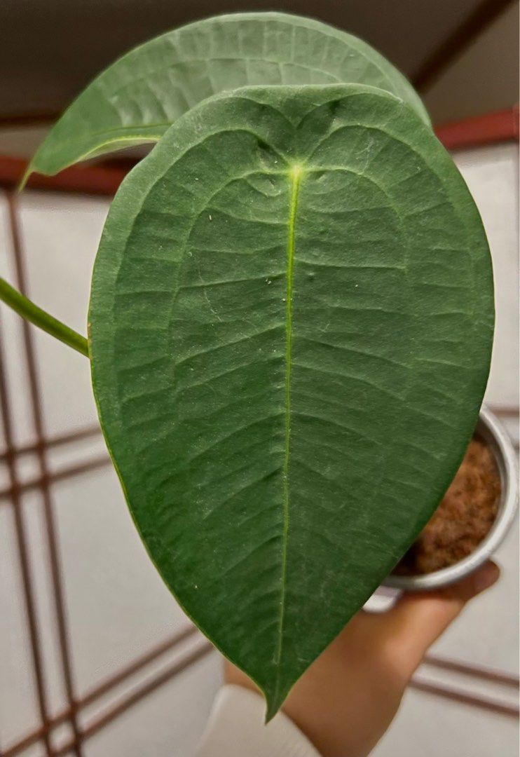 Anthurium Peltigerum Rare live plant, Furniture & Home Living ...