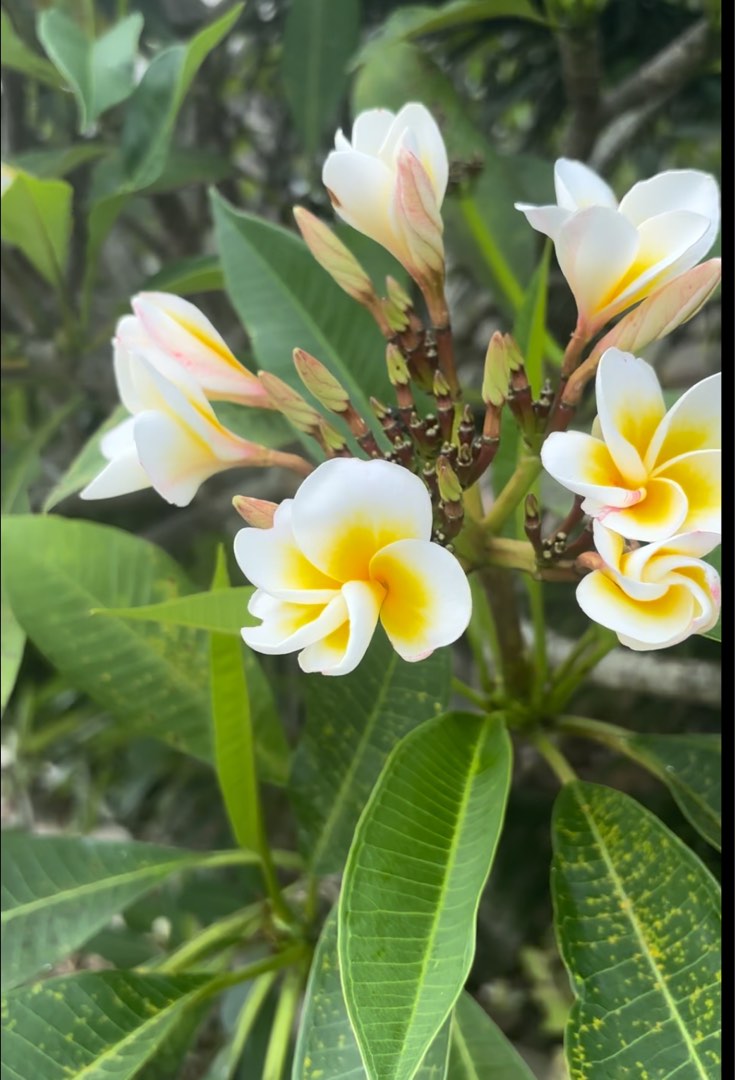 Kalachuchi tree plant, Furniture & Home Living, Gardening, Plants ...