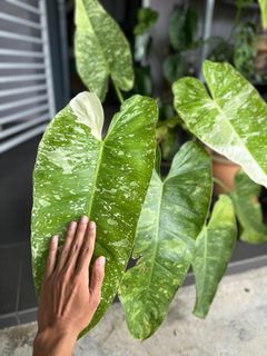Clearance sales Home propagated Plants Philodendron Orchid Pothos ...