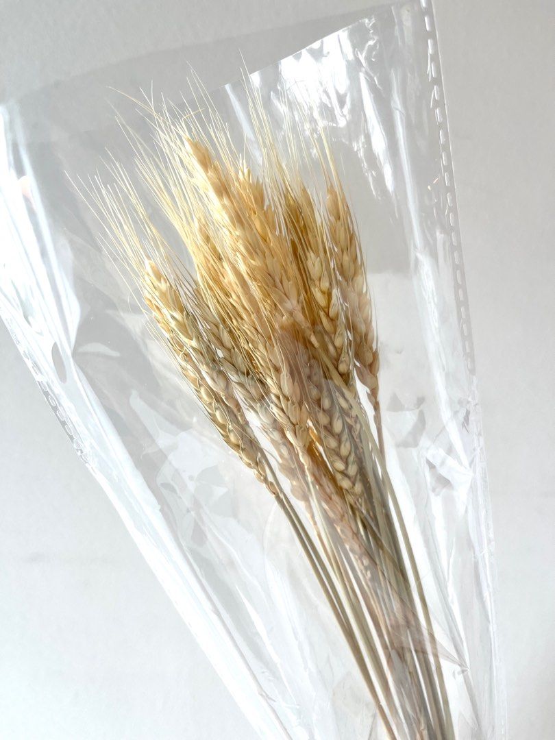 Pack of 20pcs Dried wheat grass flower bunga kering oat decor preserved ...