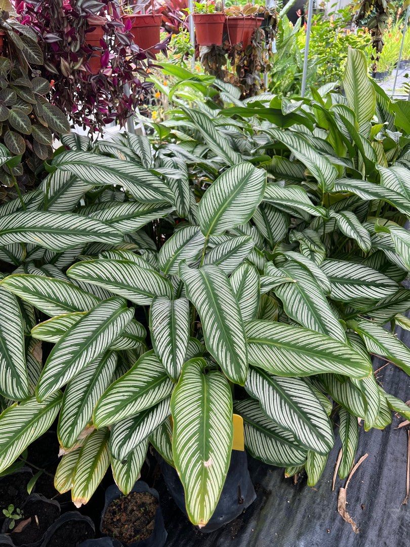 Pokok batik / calathea, Furniture & Home Living, Gardening, Plants ...