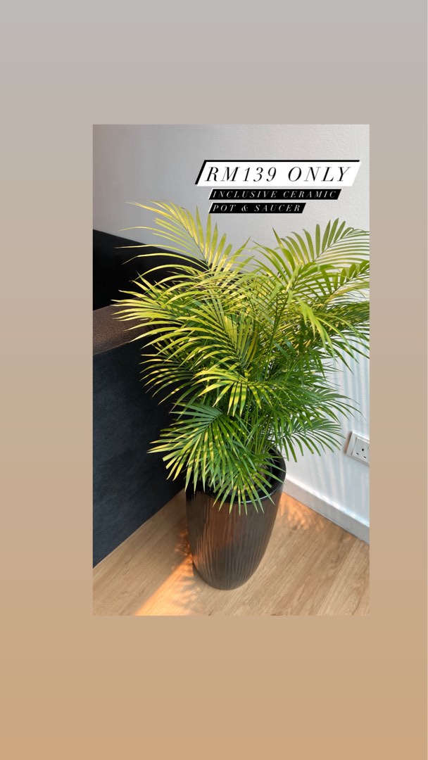 Java palm with ceramic pot & saucer, Furniture & Home Living, Gardening ...