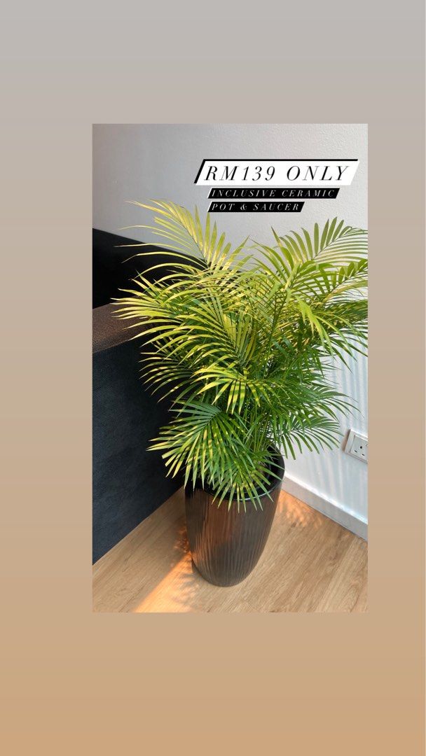 Java palm with ceramic pot & saucer, Furniture & Home Living, Gardening ...