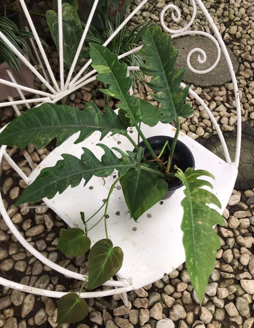 Variegated Ring of Fire w/ Micans Philodendron, Furniture & Home Living ...