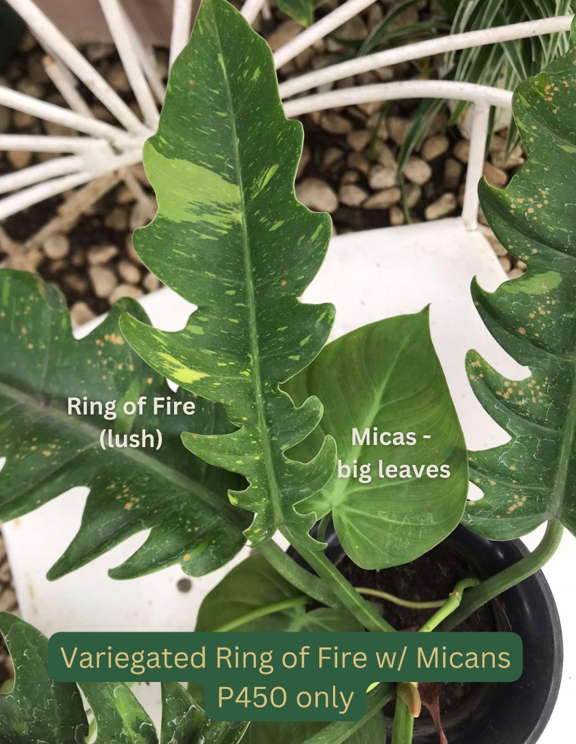 Variegated Ring of Fire w/ Micans Philodendron, Furniture & Home Living ...