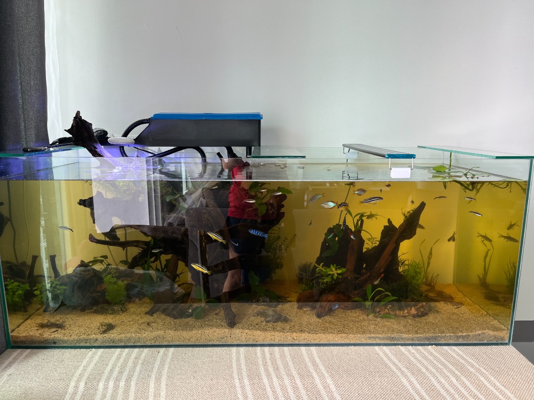 4x1.5x1.5 ft Fish Tank: Full Set to let go, Pet Supplies, Homes & Other ...