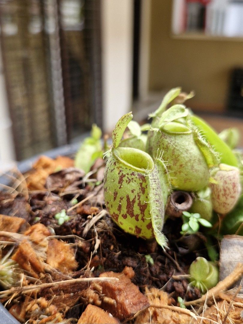 Nepenthes Ampullaria Green Spotted, Furniture & Home Living, Gardening ...