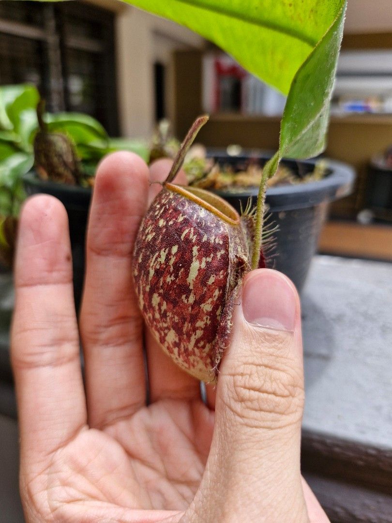 Nepenthes Ampullaria Tricolor, Furniture & Home Living, Gardening ...