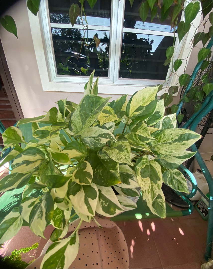 Njoy Photos in Ceramic Pot, Furniture & Home Living, Gardening, Pots ...