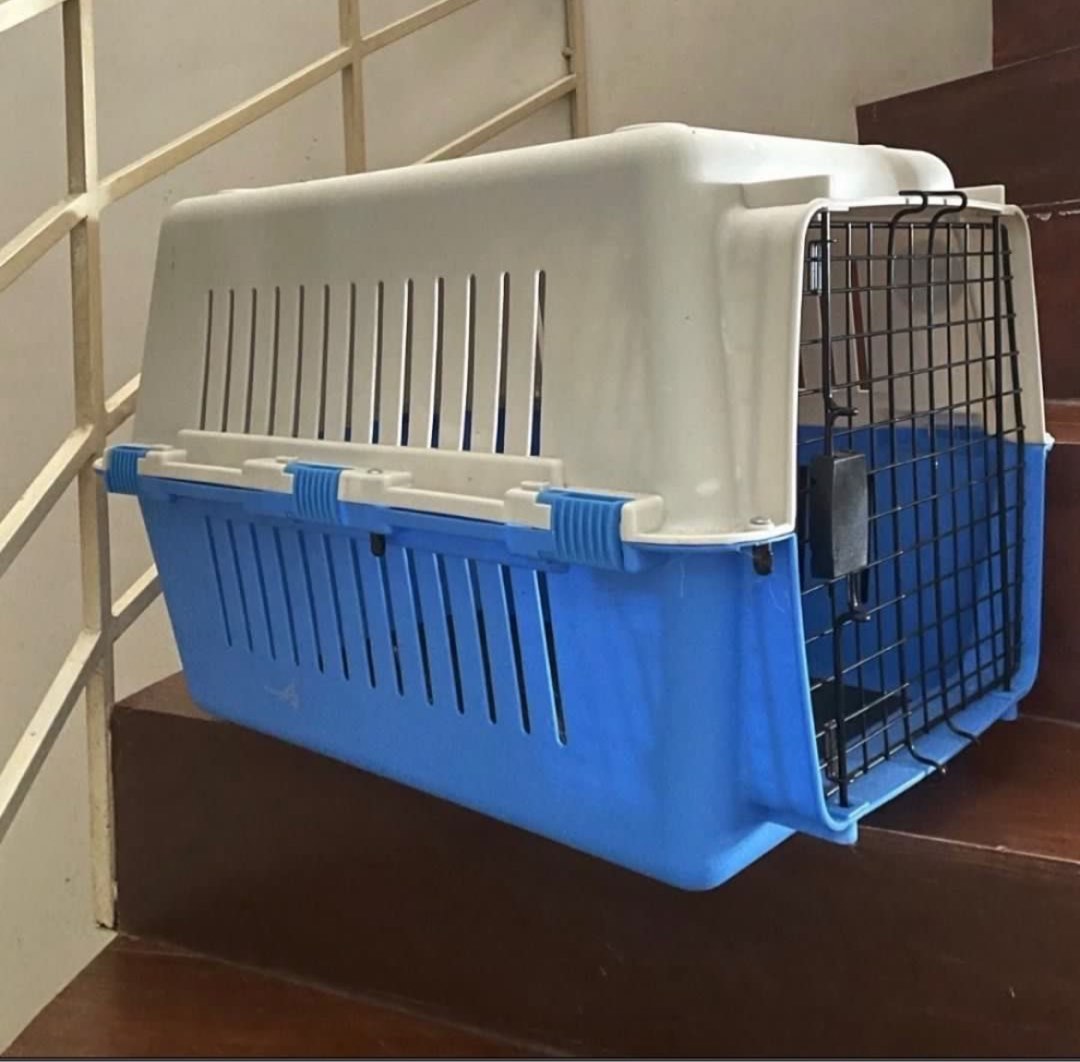 Pet Express Blue Dog Crate, Pet Supplies, Homes & Other Pet Accessories ...