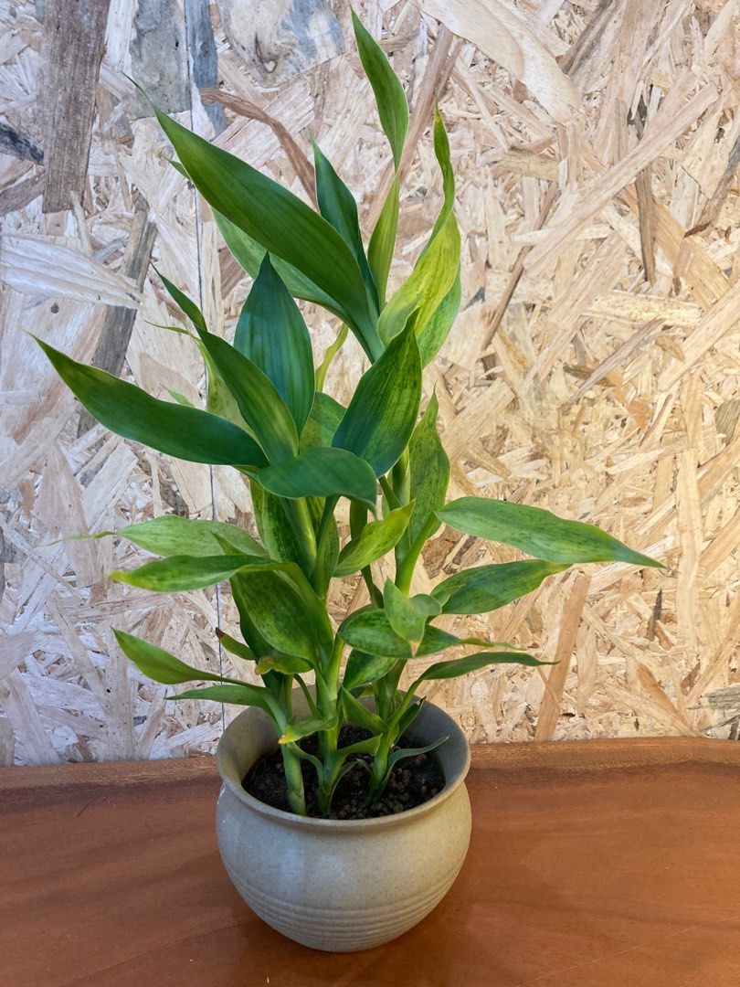 Pokok indoor /indoor plant, Furniture & Home Living, Gardening, Plants ...