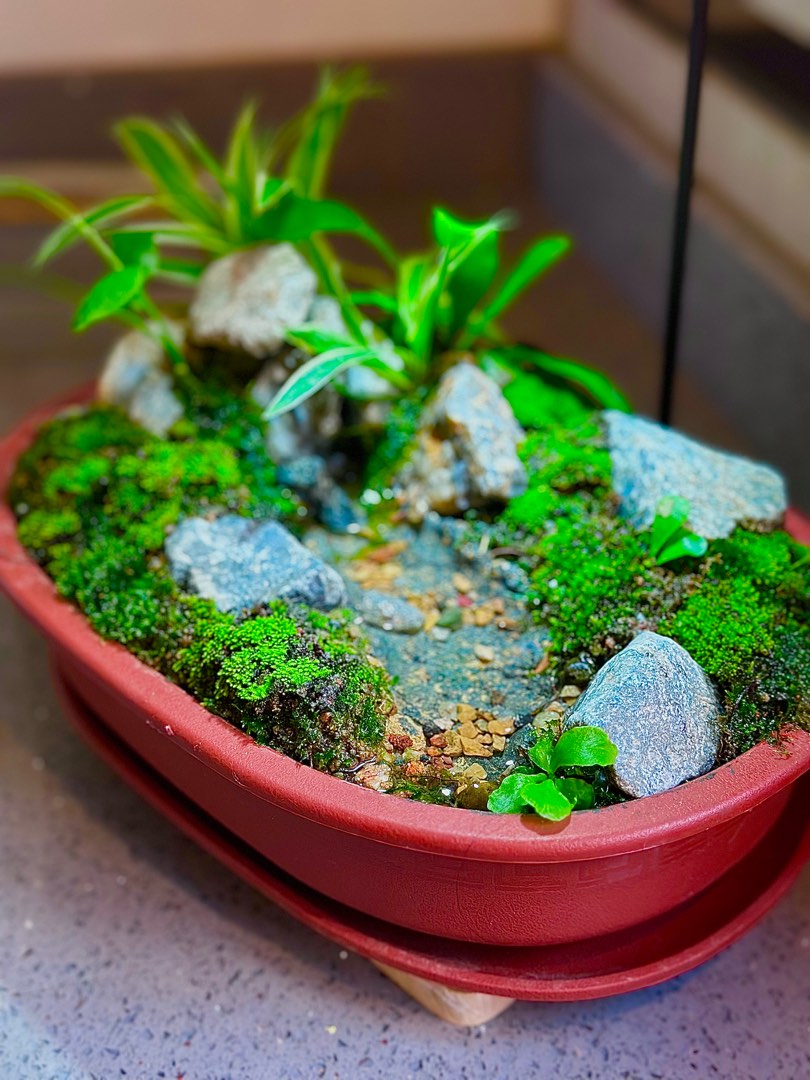 River Terrarium ( DM ME FOR THE VIDEO!!), Furniture & Home Living, Home ...