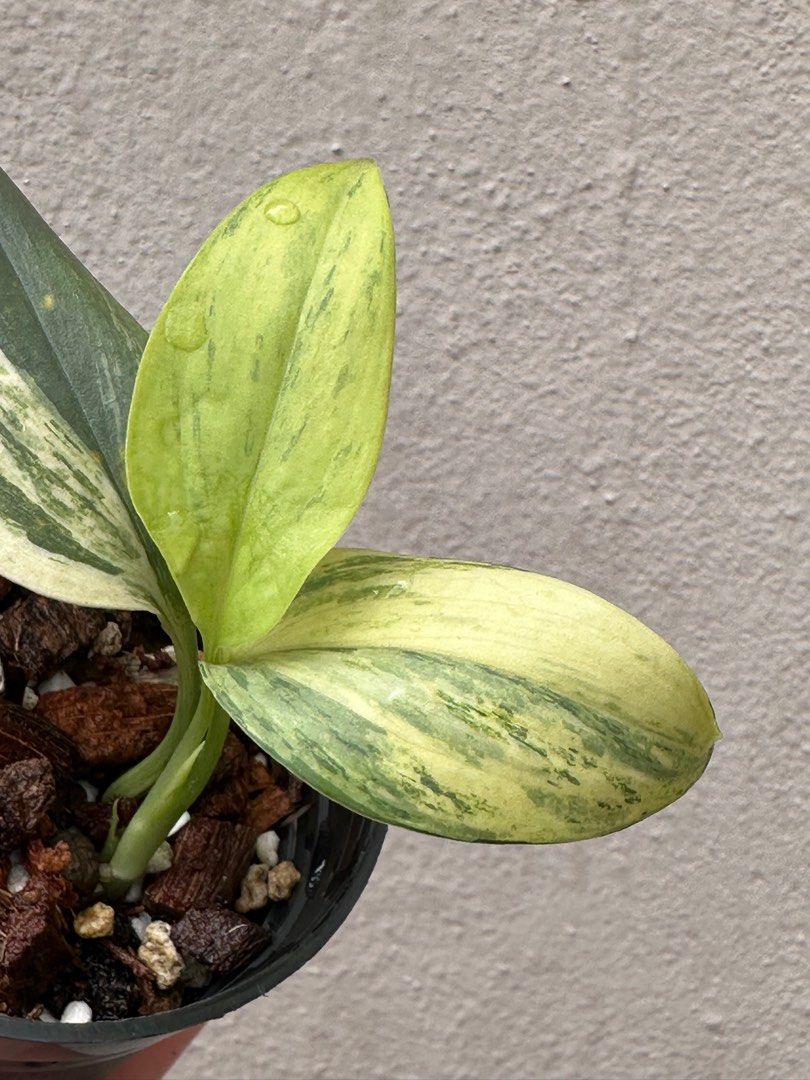 Scindapsus Blue Aurea, Furniture & Home Living, Gardening, Plants ...