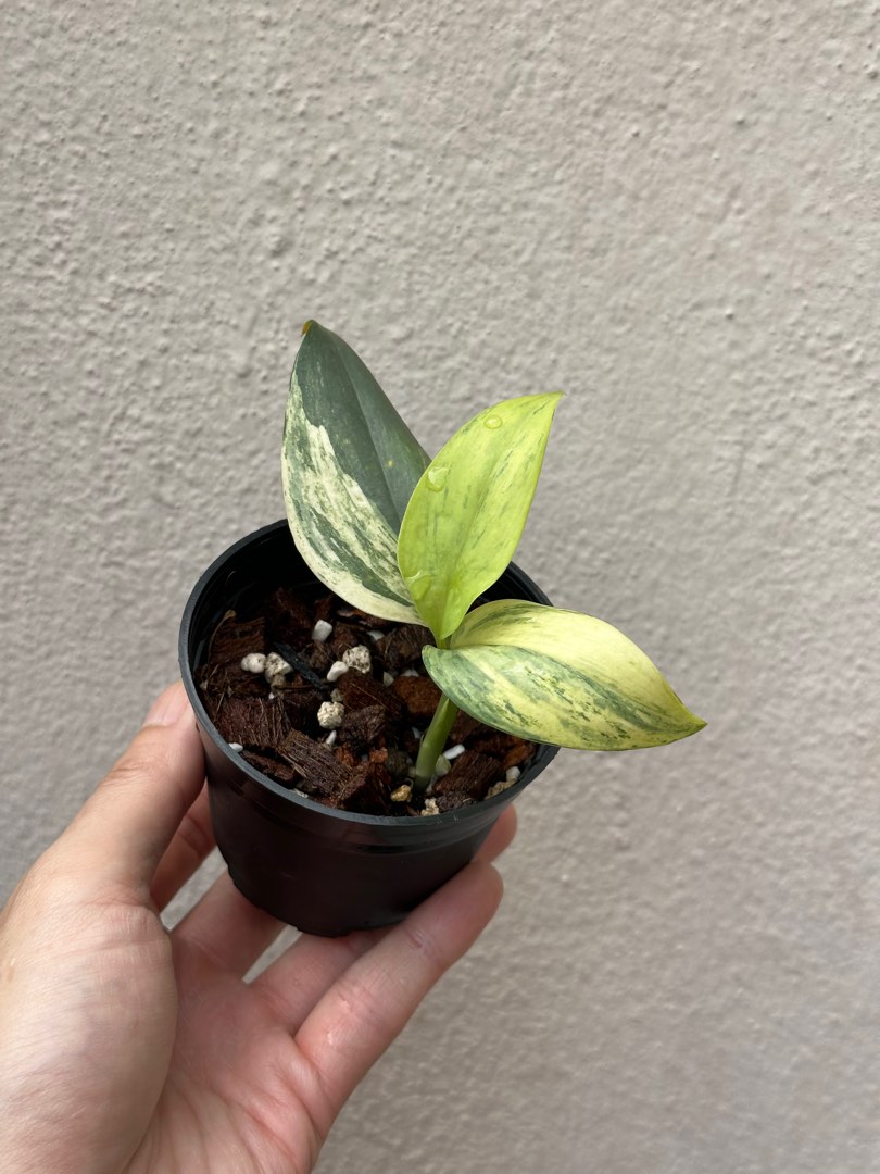 Scindapsus Blue Aurea, Furniture & Home Living, Gardening, Plants ...