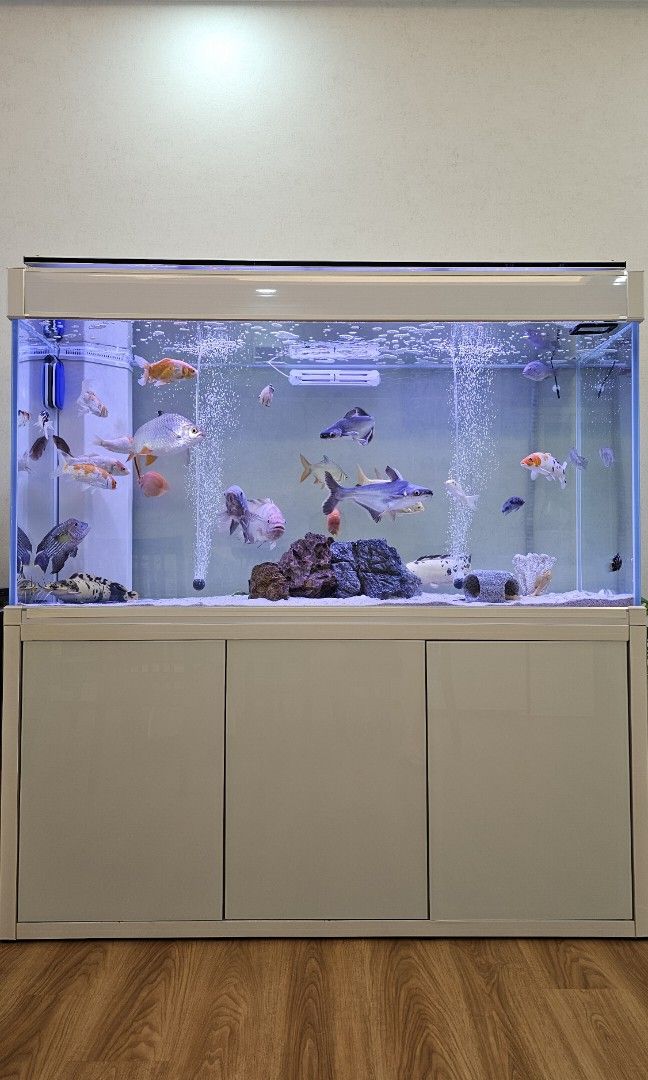 White Aquarium 5ft, Pet Supplies, Homes & Other Pet Accessories on ...