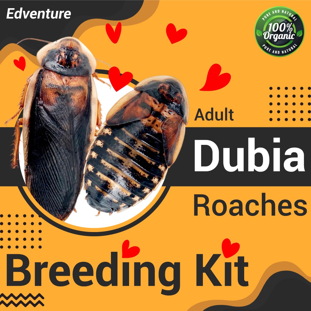 Dubia Roach Adults Male & Female (Breeding Kit), Pet Supplies, Pet Food ...