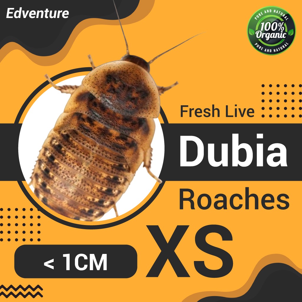 Live Dubia Roaches | 50Pcs | XS Size: