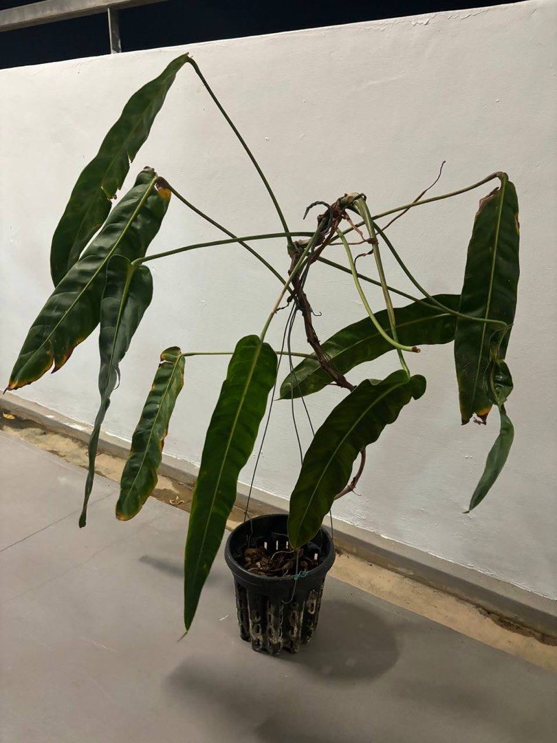 Philodendron Patriciae, Furniture & Home Living, Gardening, Plants ...