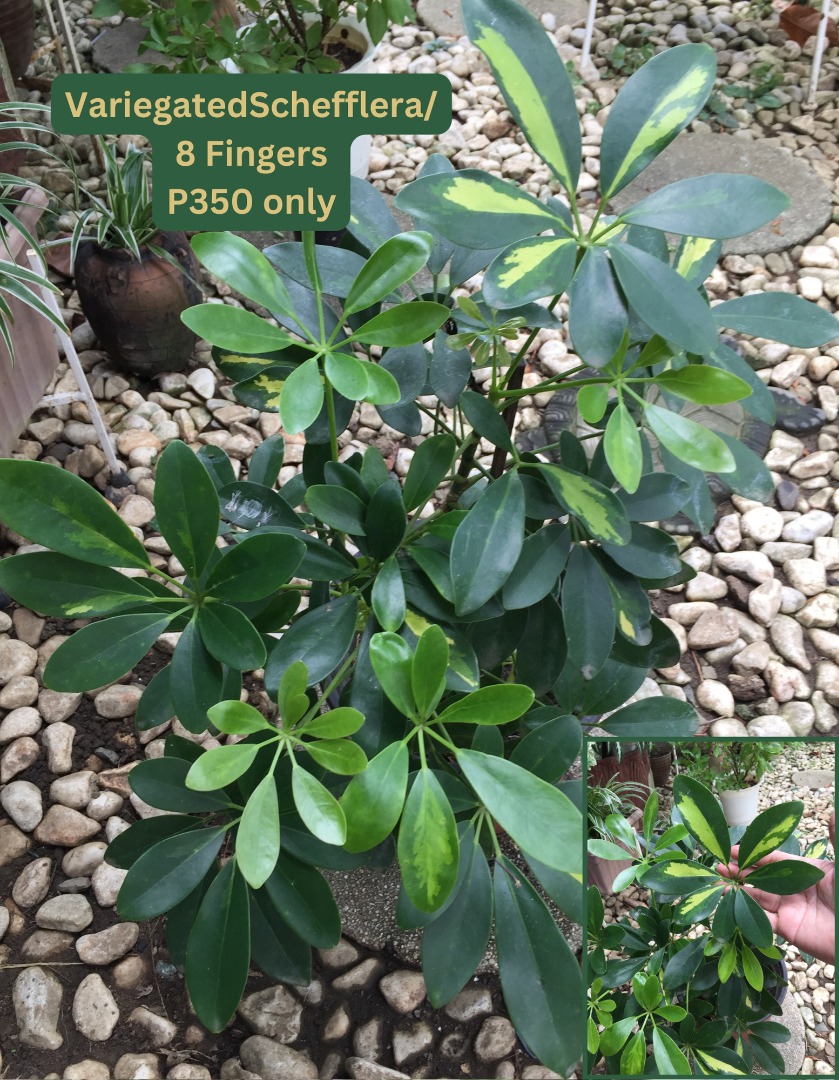Schefflera / 8 Fingers / Umbrella Plant and more!, Furniture & Home ...