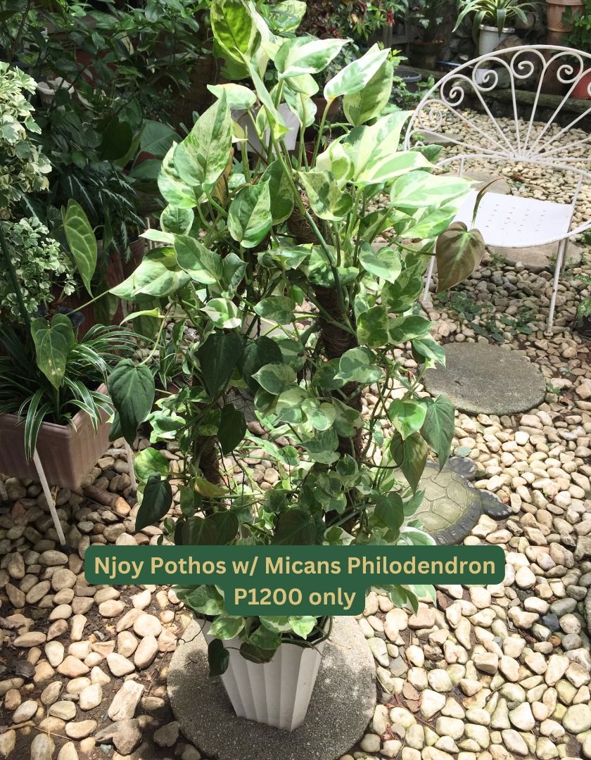 Schefflera / 8 Fingers / Umbrella Plant and more!, Furniture & Home ...