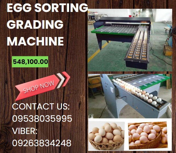 Egg Sorting Grading Machine, Everything Else, Others on Carousell