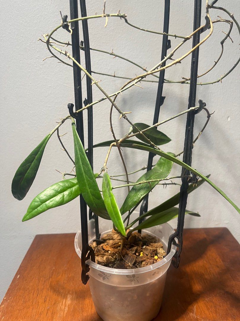 Hoya sulawesiana, Furniture & Home Living, Gardening, Plants & Seeds on ...