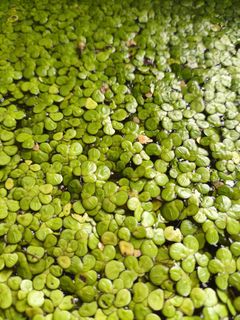 duckweed - View all duckweed ads in Carousell Philippines