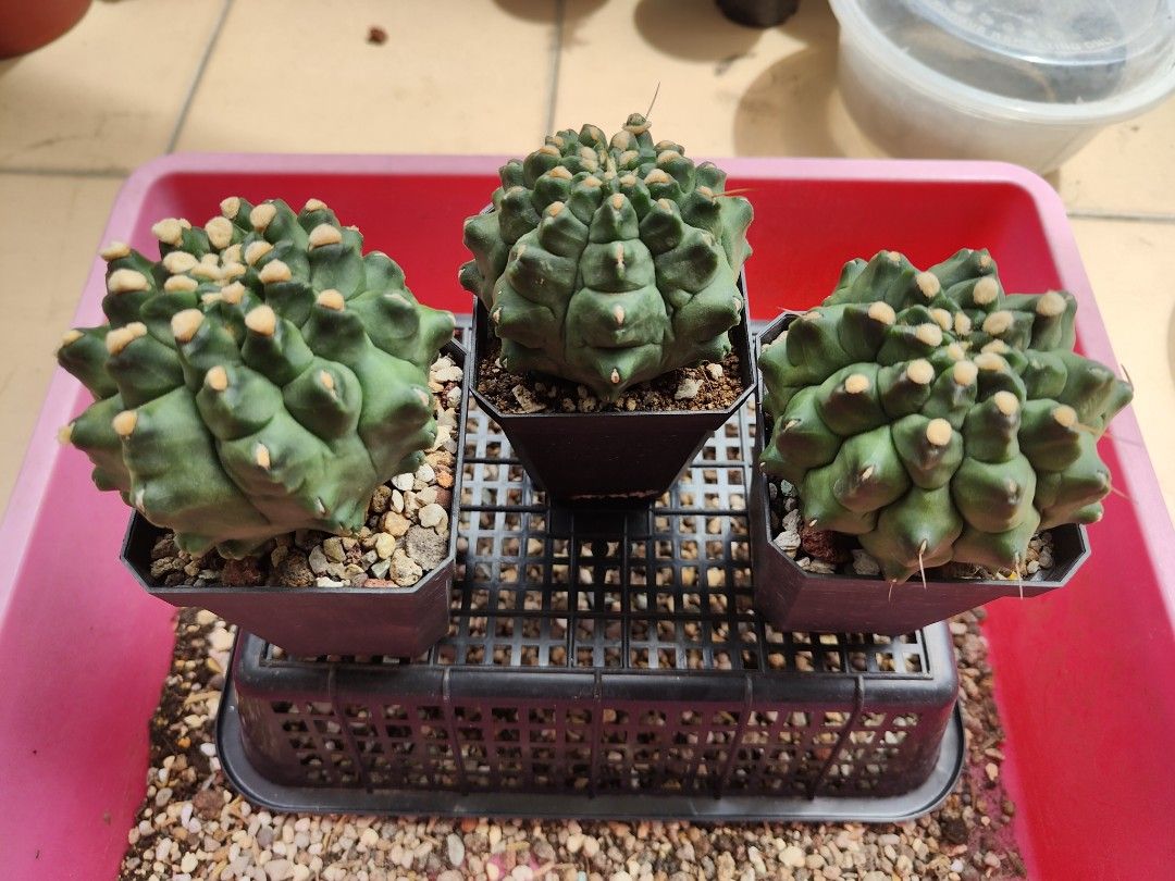 Gymno "Kikko monster", Furniture & Home Living, Gardening, Plants ...