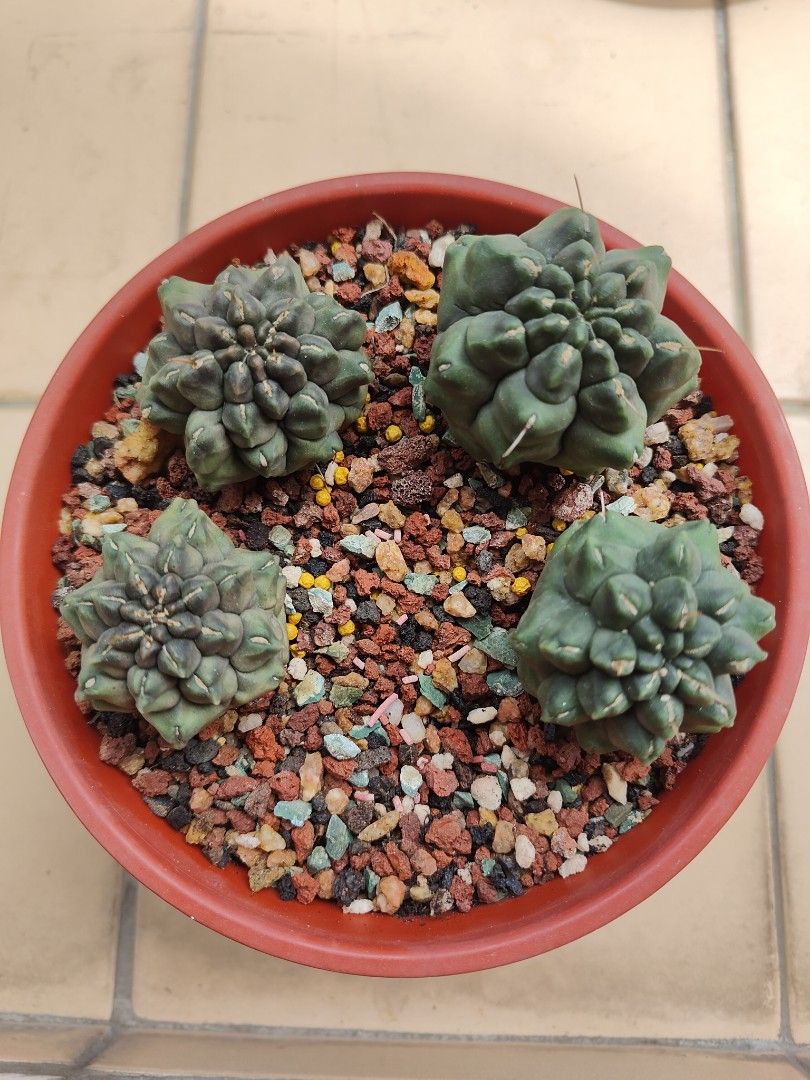 Gymno "Kikko monster", Furniture & Home Living, Gardening, Plants ...