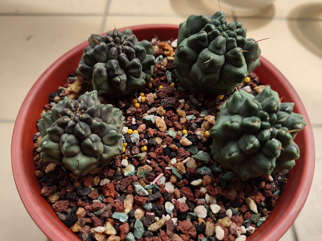 Gymno "Kikko monster", Furniture & Home Living, Gardening, Plants ...