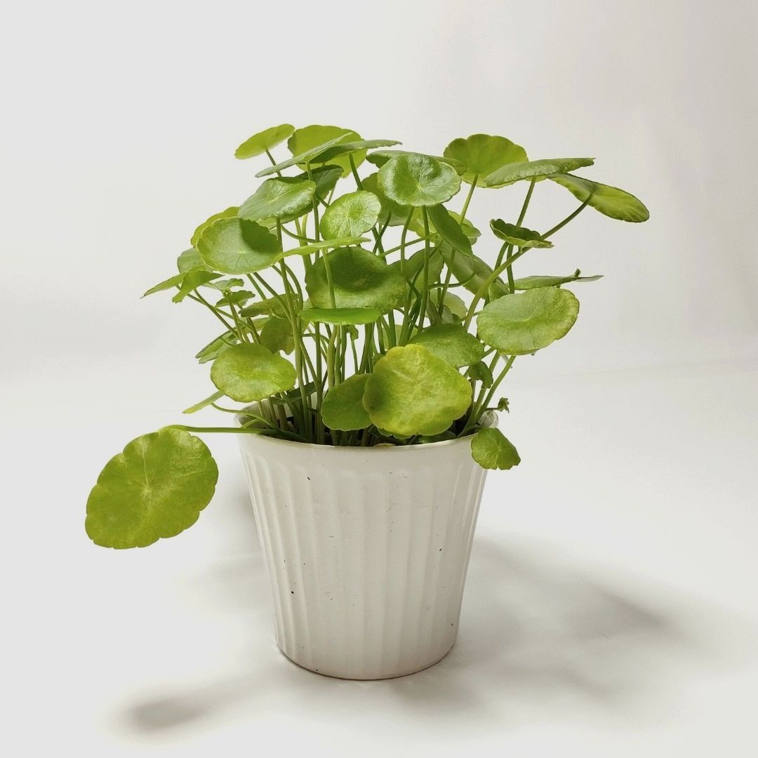 Aquatic plant: Hydrocotyle vulgaris/ Marsh Pennywort/ Frog's Joy/Copper ...