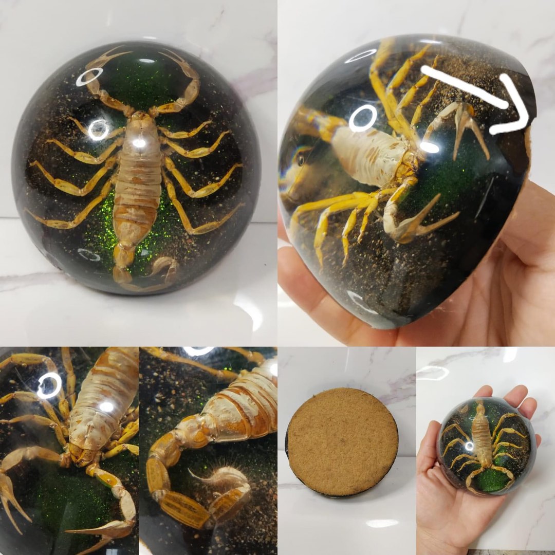 Antique Real Yellow Scorpion in Half Dome Resin Paperweight, Furniture ...