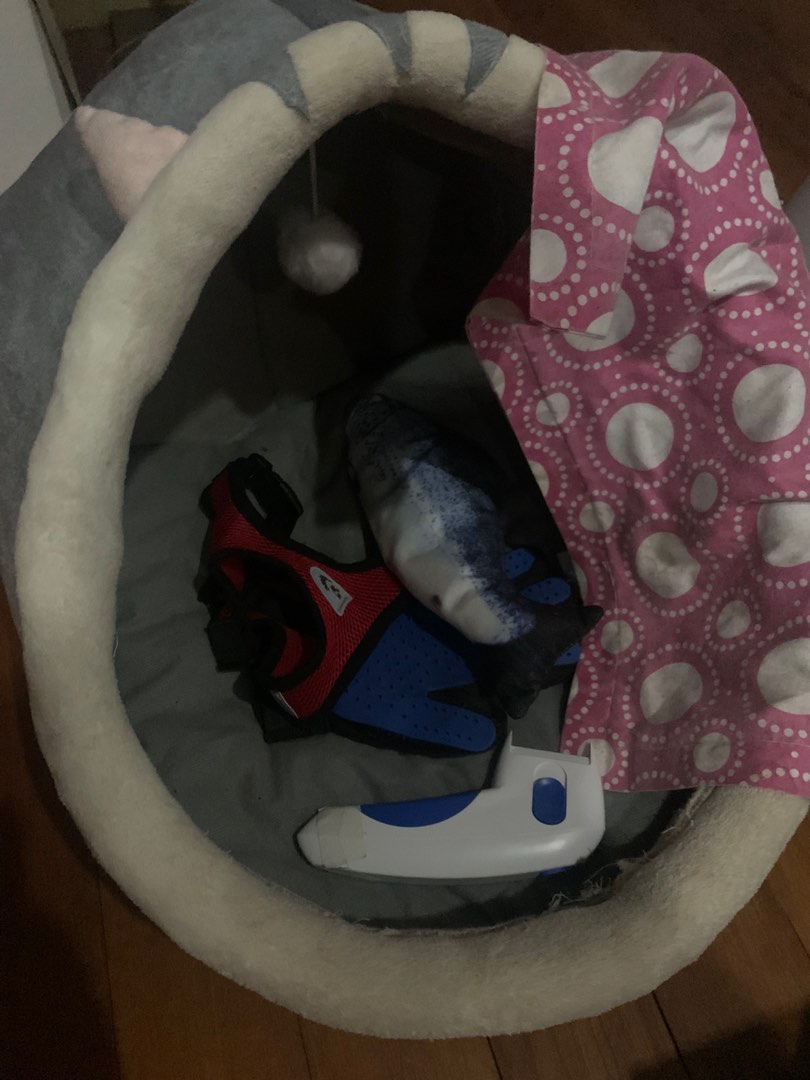 Free Cat Items & Kucing Munchkin, Pet Supplies, Homes & Other Pet ...