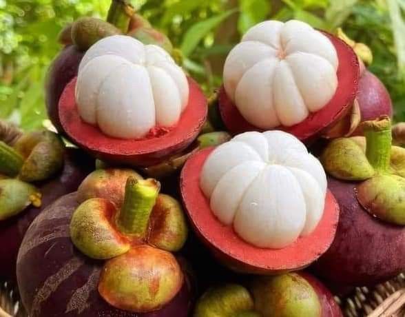 Mangosteen Native Tagalog Variety, Food & Drinks, Local Eats on Carousell