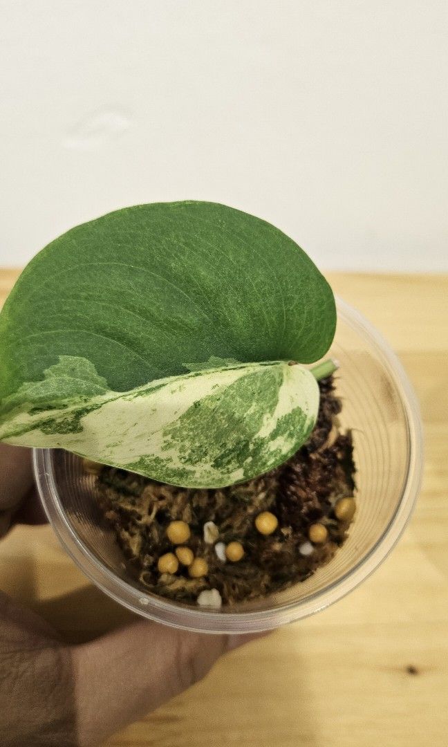 Scindapsus Mangurai, Furniture & Home Living, Gardening, Plants & Seeds ...