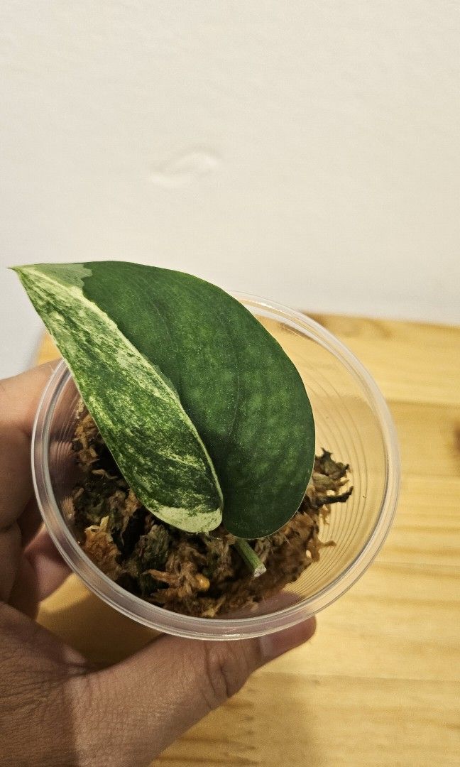 Scindapsus Mangurai, Furniture & Home Living, Gardening, Plants & Seeds ...