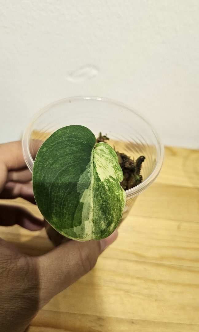 Scindapsus Mangurai, Furniture & Home Living, Gardening, Plants & Seeds ...