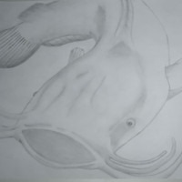 gambar sketsa ikan lele, Buku & Alat Tulis, Buku di Carousell