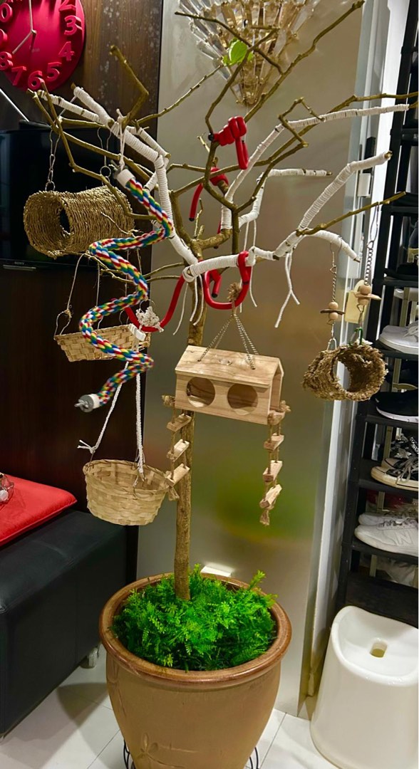 Parrot Perch Tree, Pet Supplies, Homes & Other Pet Accessories on Carousell
