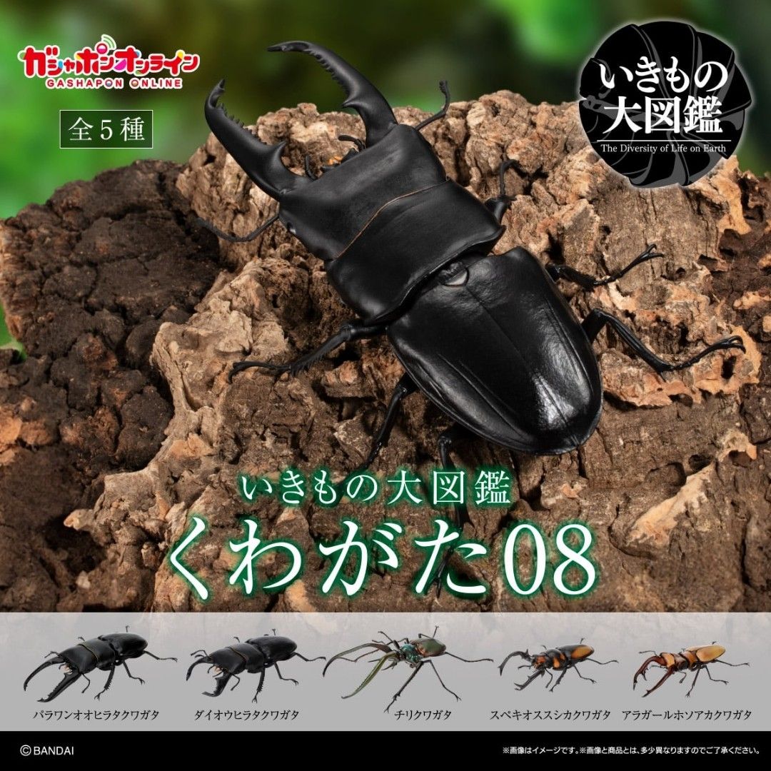BANDAI Gashapon Diversity of Life on Earth Palawan Stag beetle, Hobbies ...