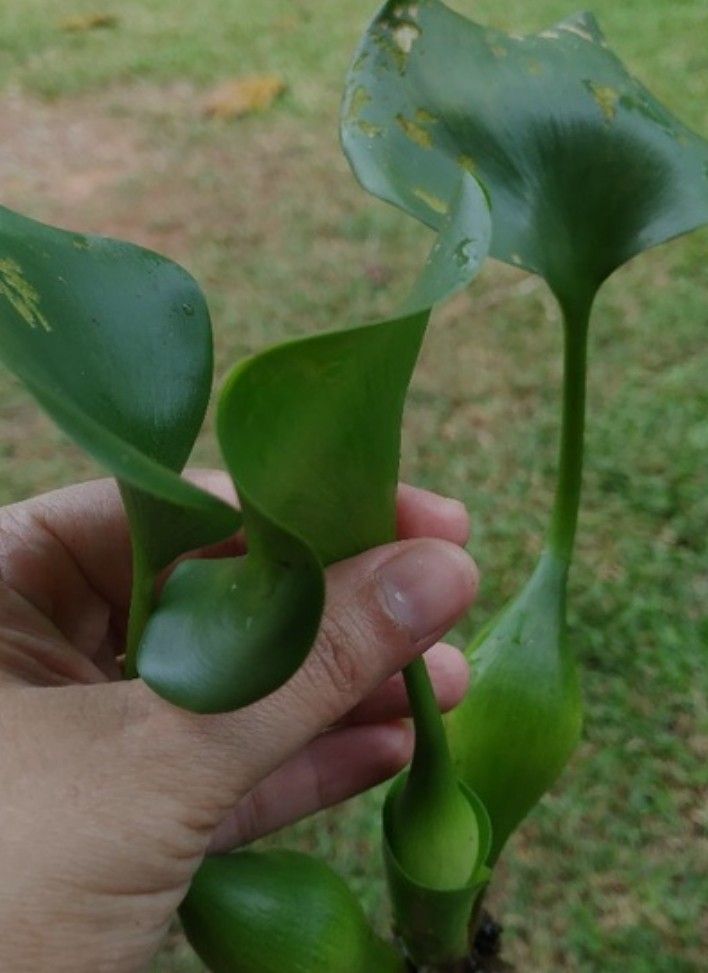 Pokok Keladi Bunting @ Water hyacinth, Furniture & Home Living ...